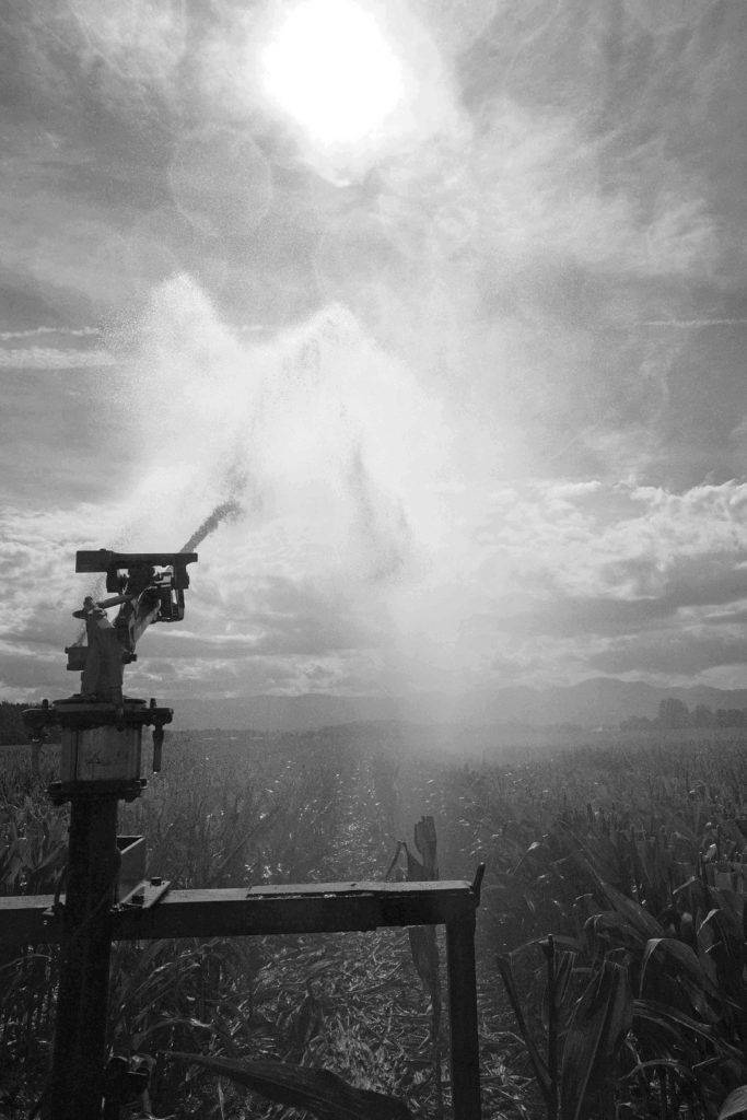 WATER STUDIES II (SPRINKLER) 2020 - AMRAIN INSIGHTS